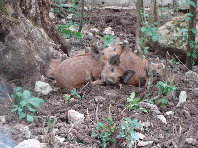 Pesta porcină, depistată la porci mistreți de pe un fond de vânătoare ...