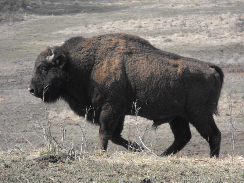 La Vanguardia: El bisonte europeo regresa a Rumanía tras dos siglos de ...