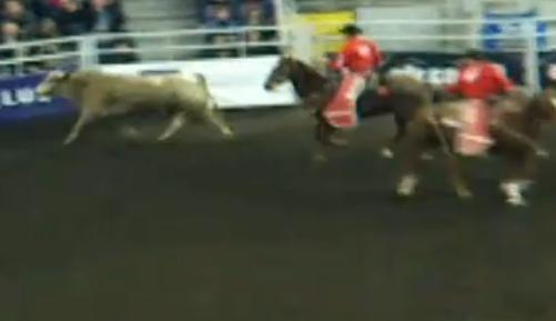 VIDEO Un taur a sarit in multime, in timpul unui spectacol de rodeo ...