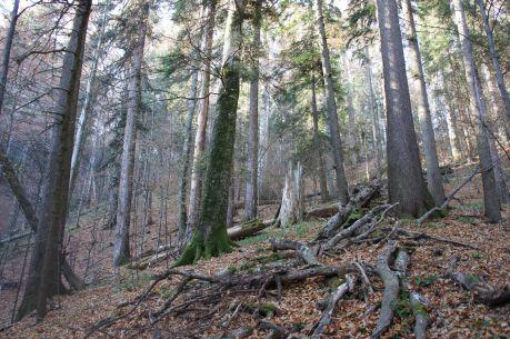VIDEO Greenpeace Romania: Peste 295 000 de hectare de padure din ...
