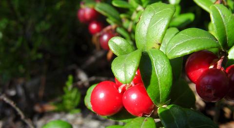 Vindecarea infectiilor urinare cu merisor este un mit - HotNews.ro