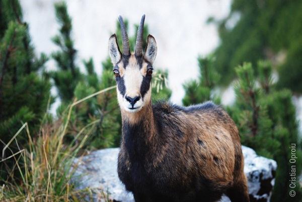FOTOGALERIE Acasa la caprele negre din Piatra Craiului - HotNews.ro