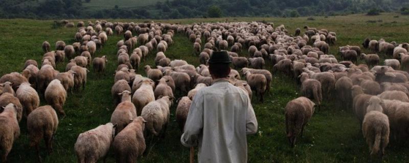 Sase ciobani cu 300 de oi vor pleca in transhumanta din Brasov si vor ...
