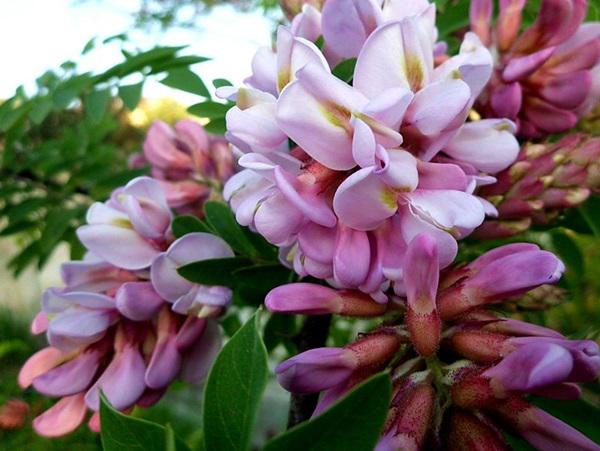 Provocarea saptamanii la fotografie: Florile primaverii - HotNews.ro