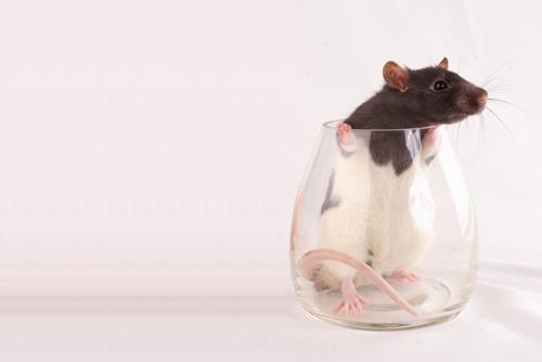 Pui de soareci sanatosi, obtinuti din celule prelevate din testicule ...