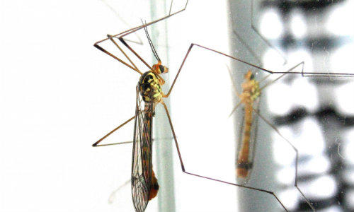 Ce spune reactia la muscatura de tantari despre tine - HotNews.ro