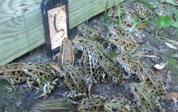 VIDEO O "armata" de broaste, fascinate de ramele de pe un smartphone ...