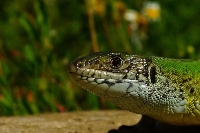 FOTOGALERIE Dosar de specii: Gusterul (Lacerta viridis) #biodiversitate ...