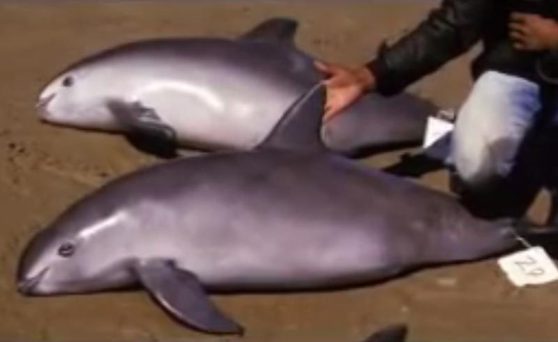 Cel mai mic cetaceu din lume, aproape disparut. Mai exista doar 60 de ...
