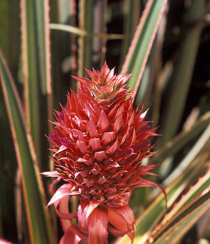 Ananas roz si pepeni patrati, in magazine din SUA si Japonia - webPR ...