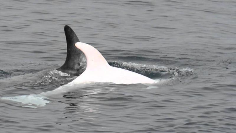 VIDEO Un exemplar al unui delfin alb, care face parte dintr-o specie ...