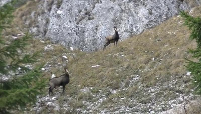 VIDEO Capre negre, filmate in Parcul National Cheile Bicazului - Hasmas ...
