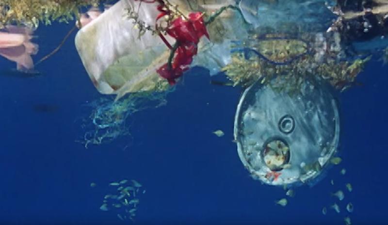 Un peste hibrid, capabil să reziste în ape poluate, descoperit într-un ...