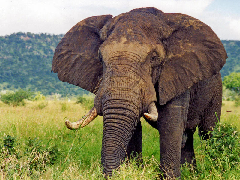 VIDEO Imagini impresionante cu un elefant salvat dintr-o mlaștină în ...