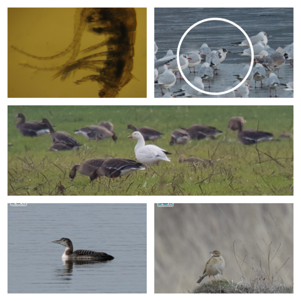 FOTOGALERIE Natura a fost darnică: România s-a îmbogățit cu 15 specii ...