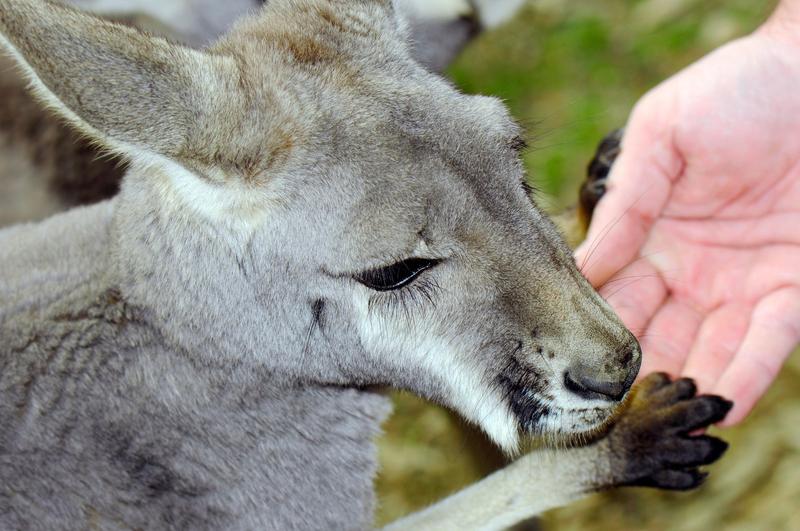 Cea mai veche pictură rupestră din Australia reprezintă... un cangur ...