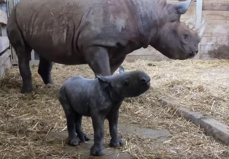 VIDEO Un pui de rinocer negru, specie pe cale de dispariție, s-a născut ...