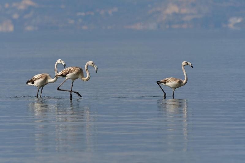 FOTO Imagini virale cu un stol de păsări flamingo în Delta Dunării ...
