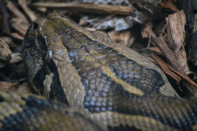 VIDEO Necropsia surprinzătoare a unui piton lung de 6 metri. Reptila a ...