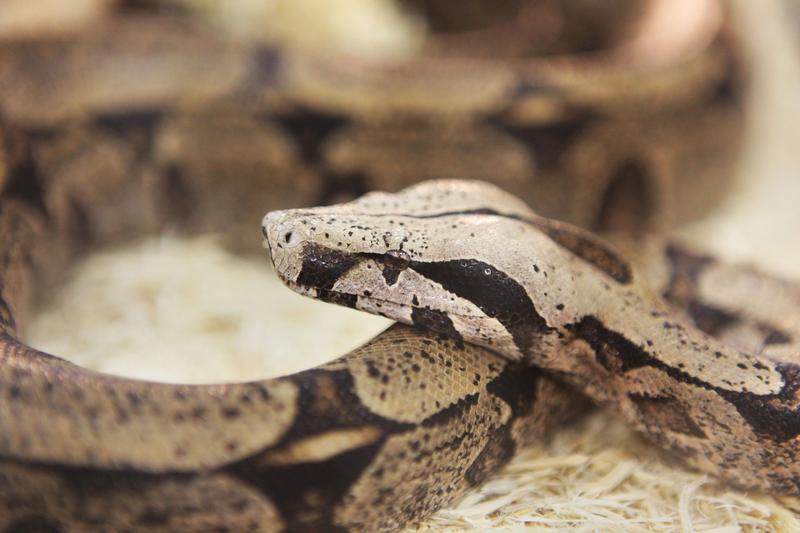 Vipere, şerpi şi un exemplar exotic de piton Constrictor, ridicate ...