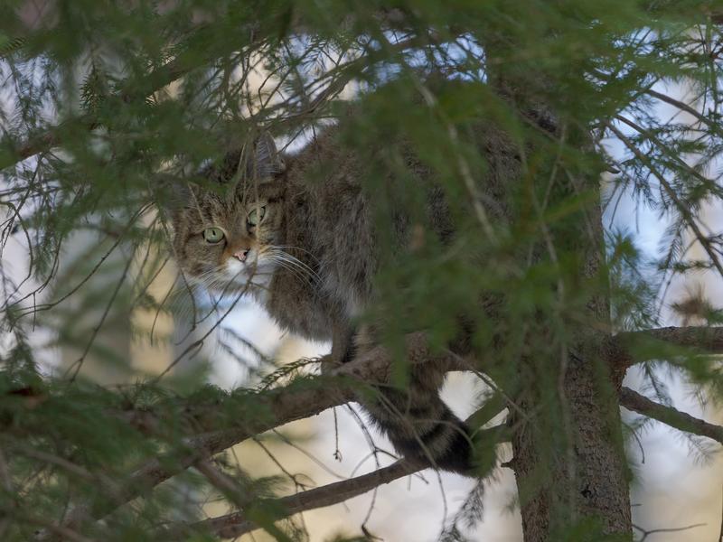 O pisică sălbatică, surprinsă în Retezat - HotNews.ro