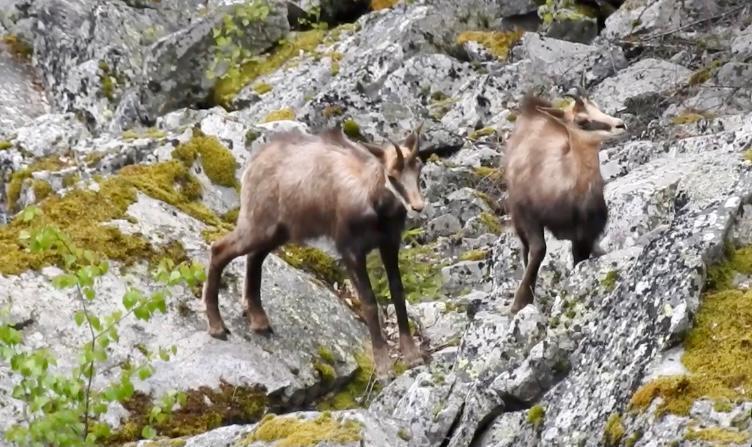 VIDEO O nouă generație de capre negre a apărut în Retezat - HotNews.ro