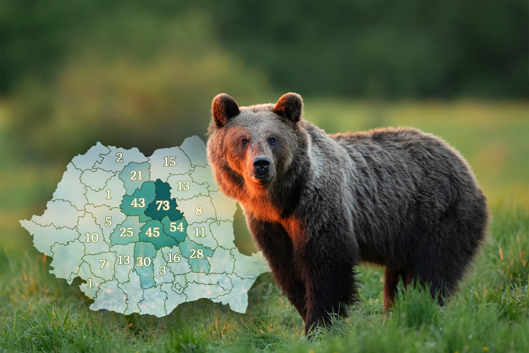 Comisia Europeană analizează legea privind vânătoarea urșilor în ...