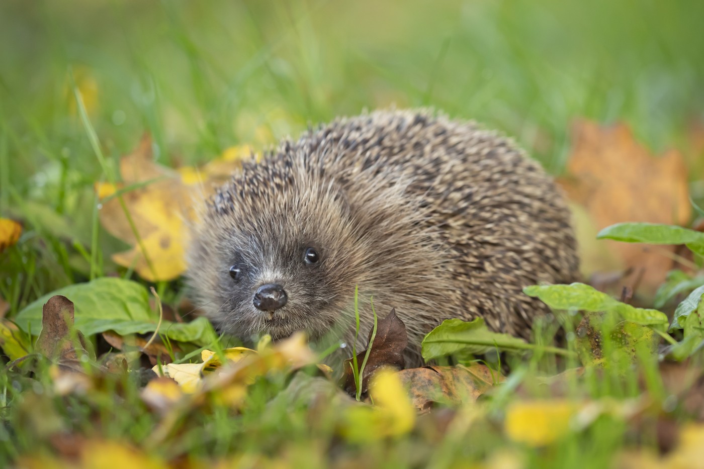 Ce animal neașteptat a fost inclus pe lista roșie a speciilor potenţial ...
