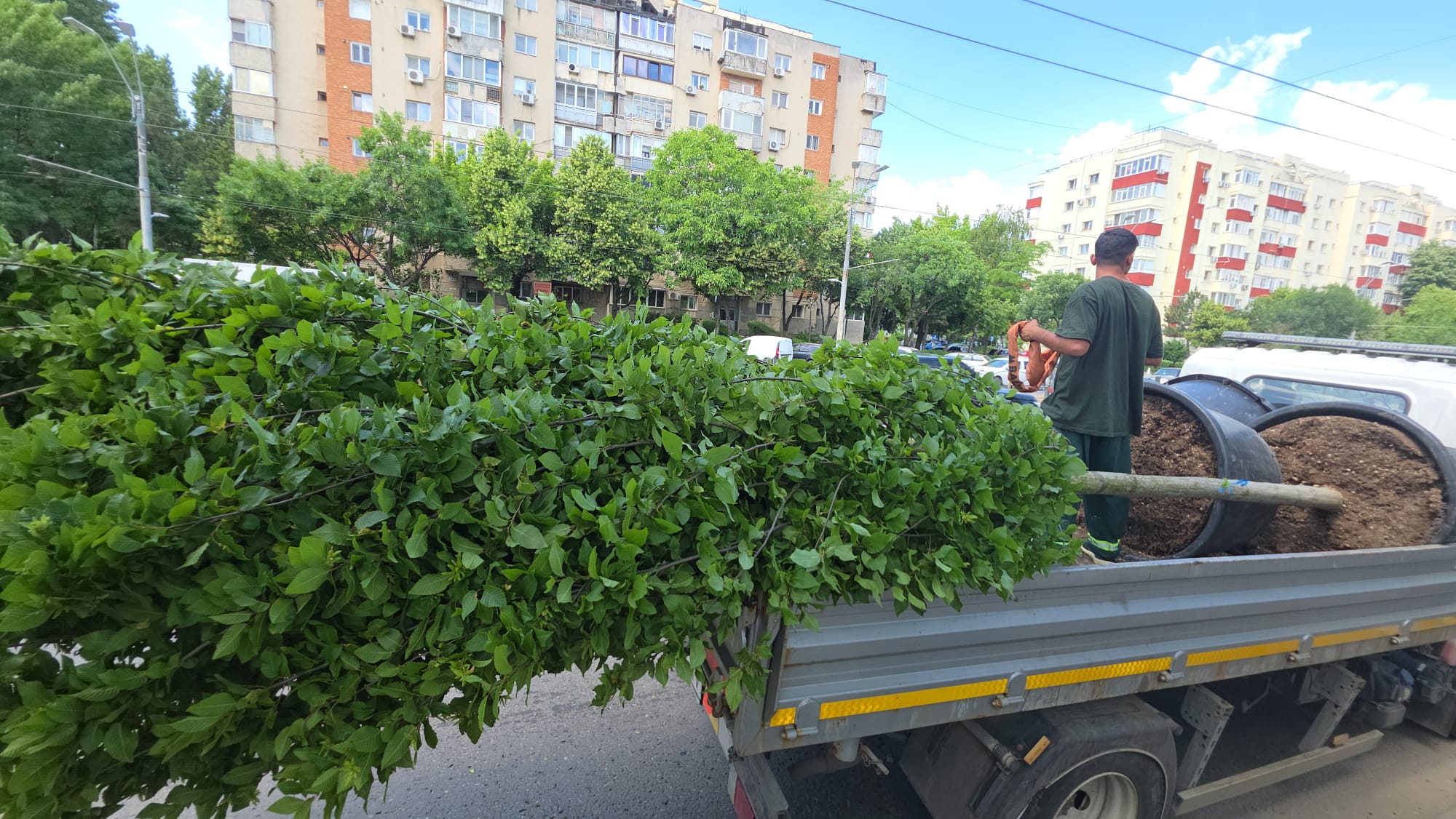 Primăria Sectorului 4 plantează copaci pe Calea Văcărești, de-a lungul ...